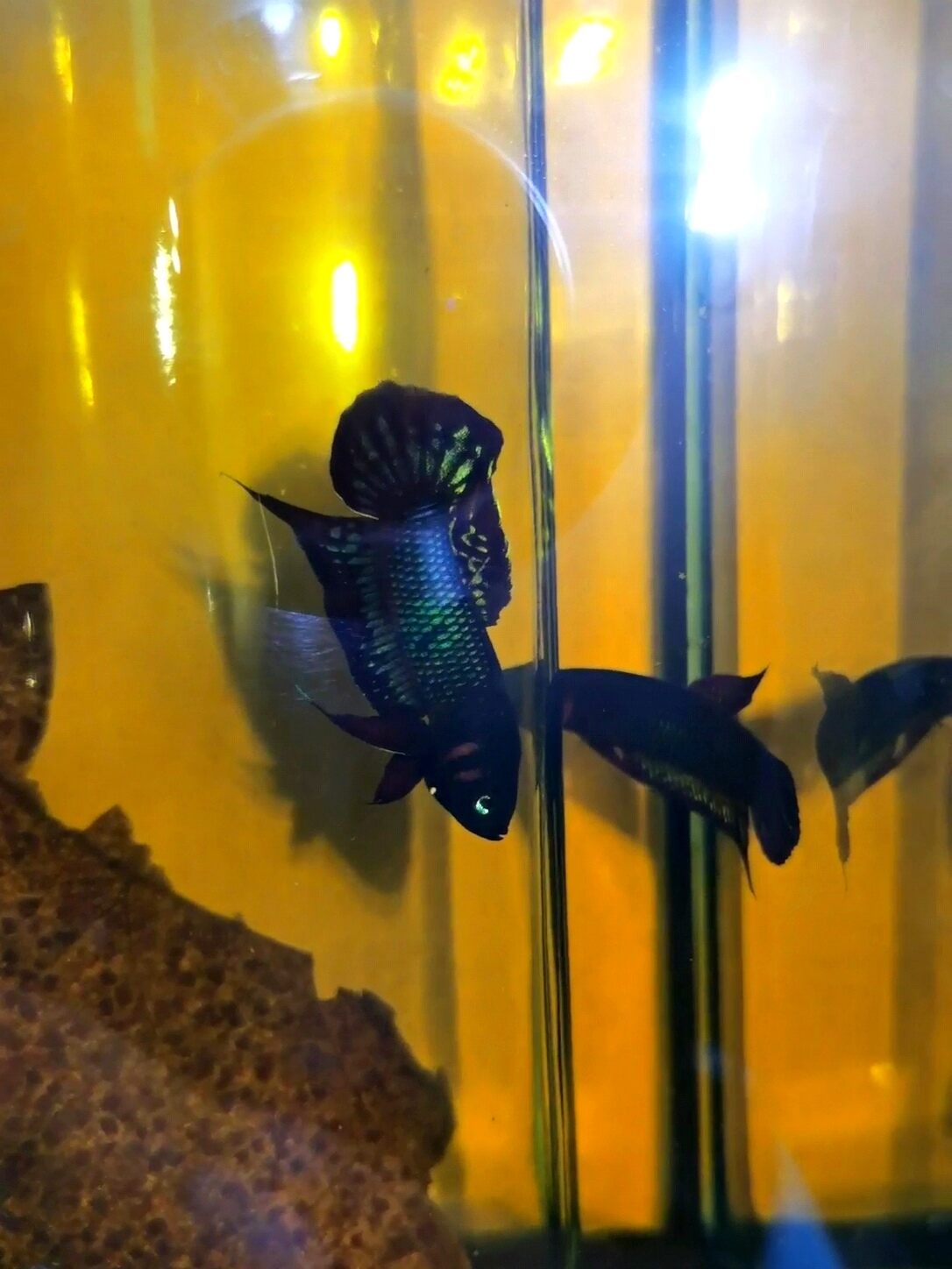 Wild Betta Livida Sepang (Pair) | Lazada