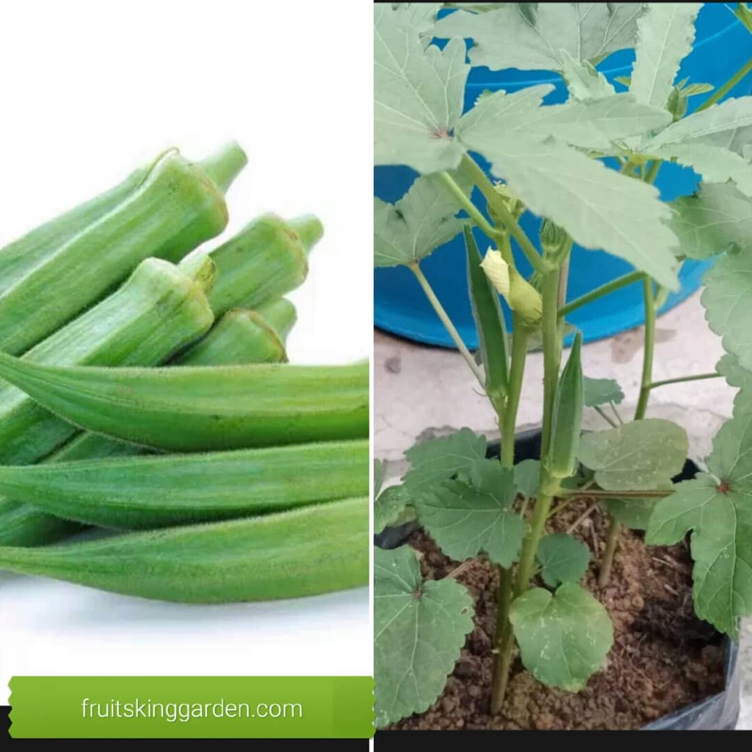 Anak Pokok Bendi Hidup | Lazada