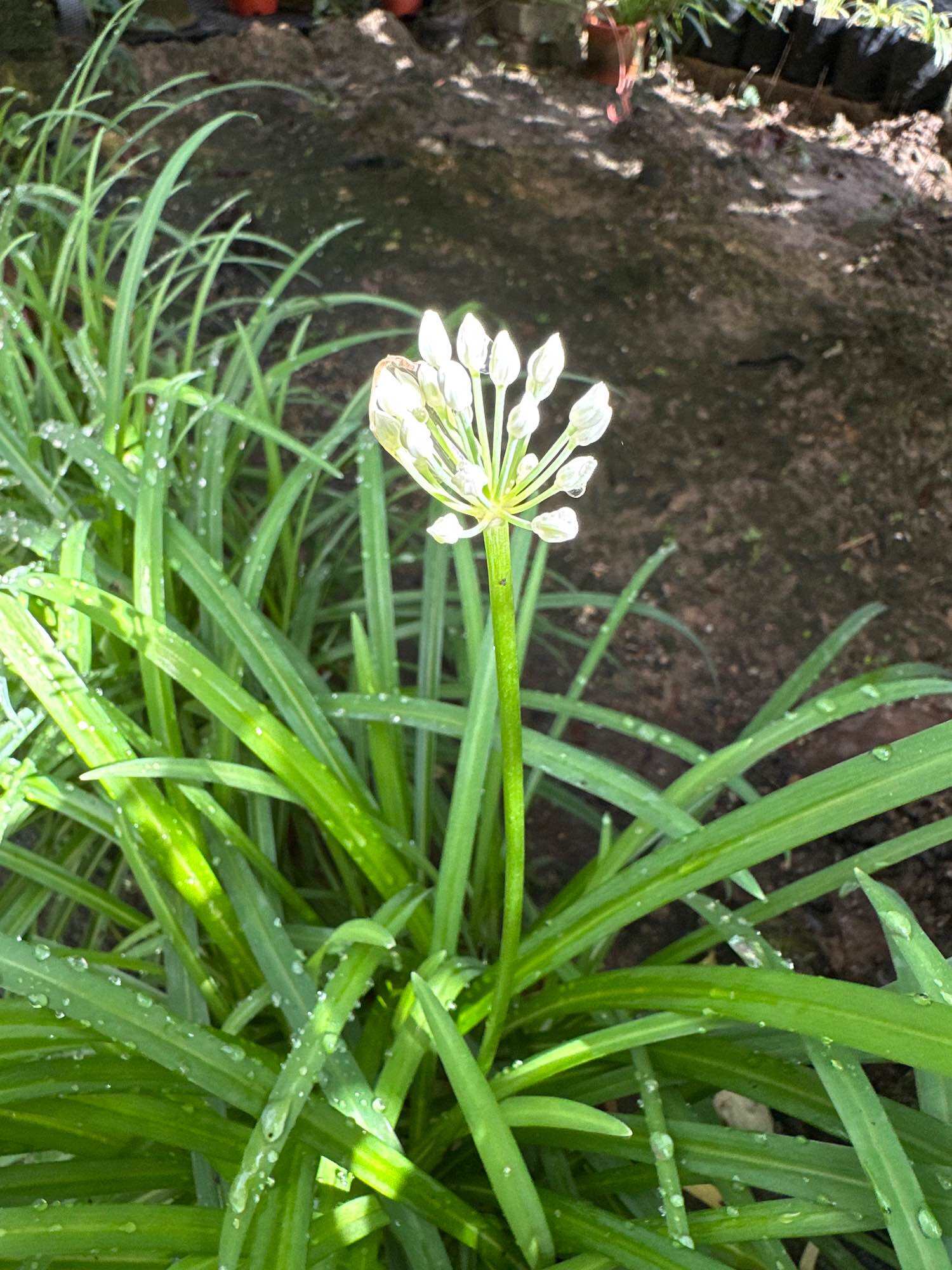 Royale Chives | Green dragon chives青龙草live plant | Lazada