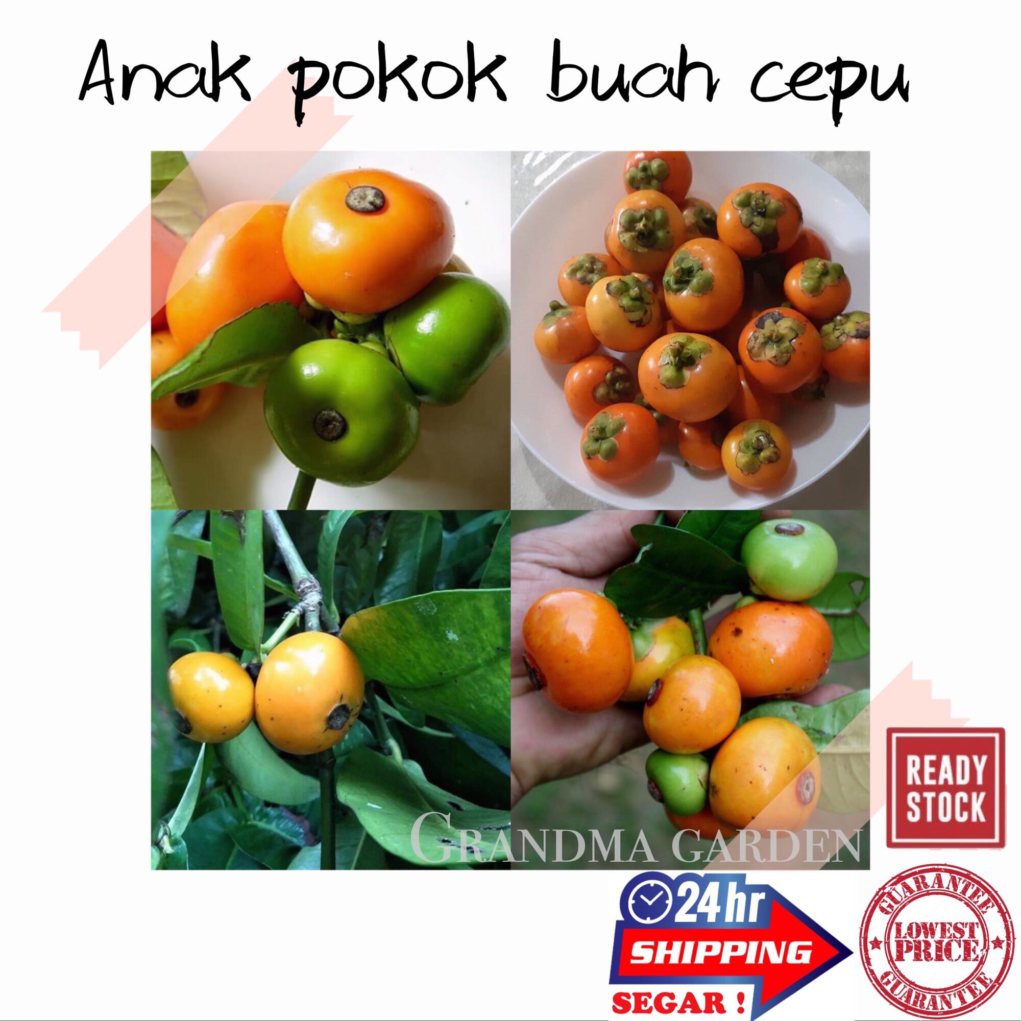 Buah Cupu