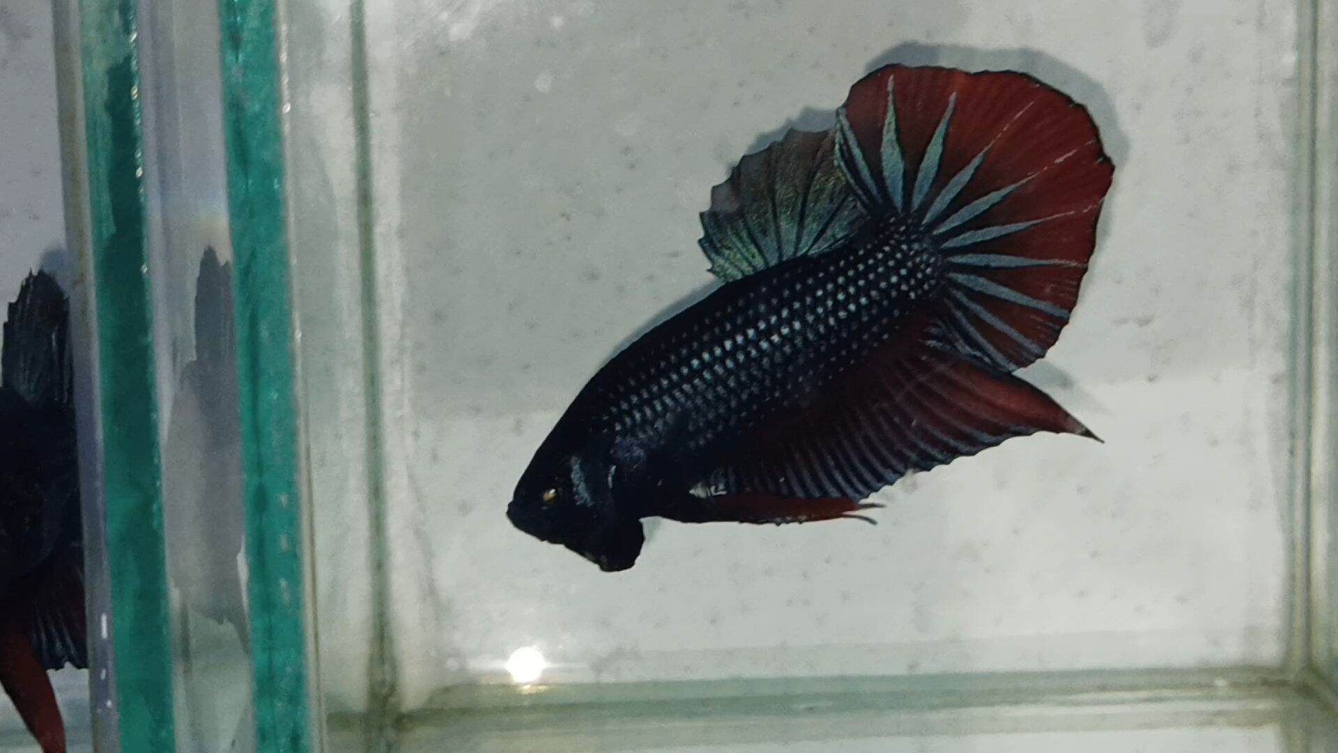 Lim enterprise . one line services Malaysia Official Online Store ...