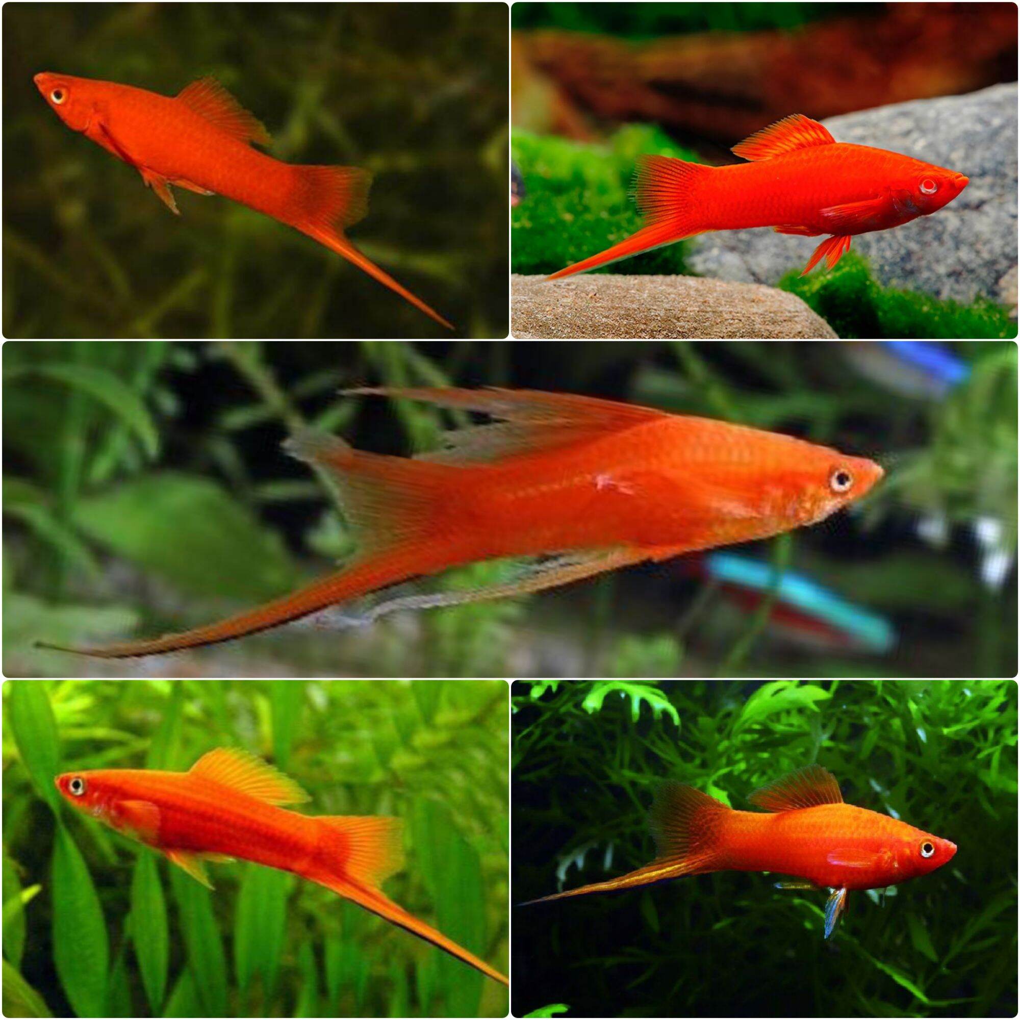 (4/7/10 pcs) High Grade Red Swordtail Fish /Ikan Pedang *Male & Female ...