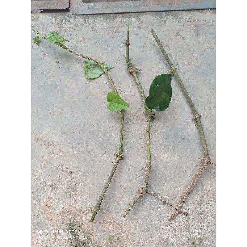 Keratan Pokok Sireh / Daun Sireh Fresh | Lazada