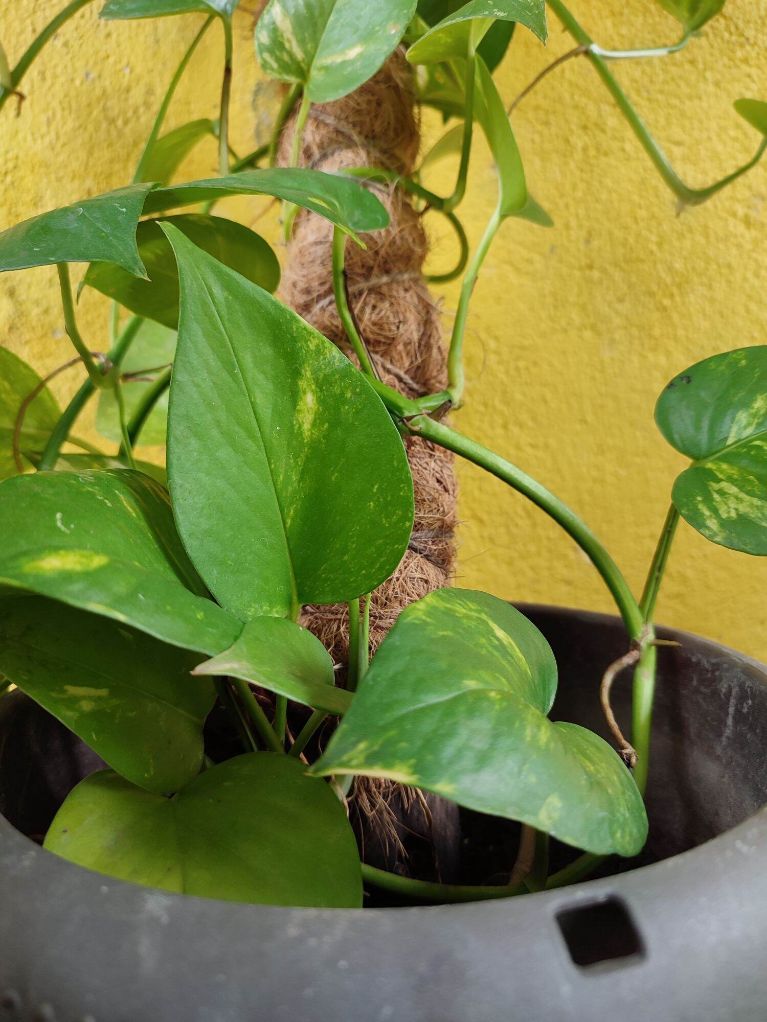 pokok duit-duit/money plant/real plant. | Lazada