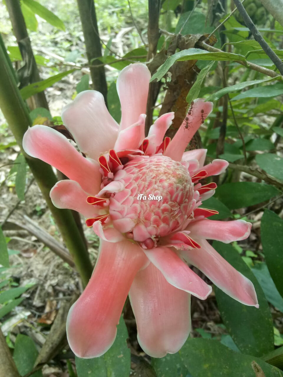 Pokok kantan kampung | Lazada