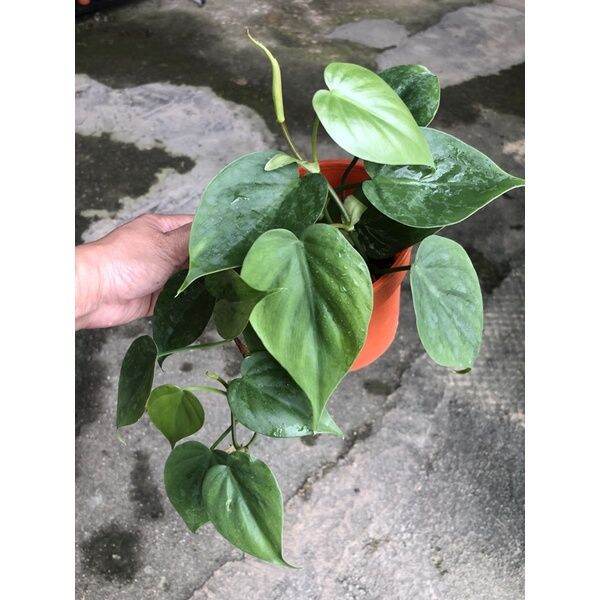 【Tinawong668B 】Pokok Philodendron Hederaceum蔓绿绒 Scanden Variegated ...