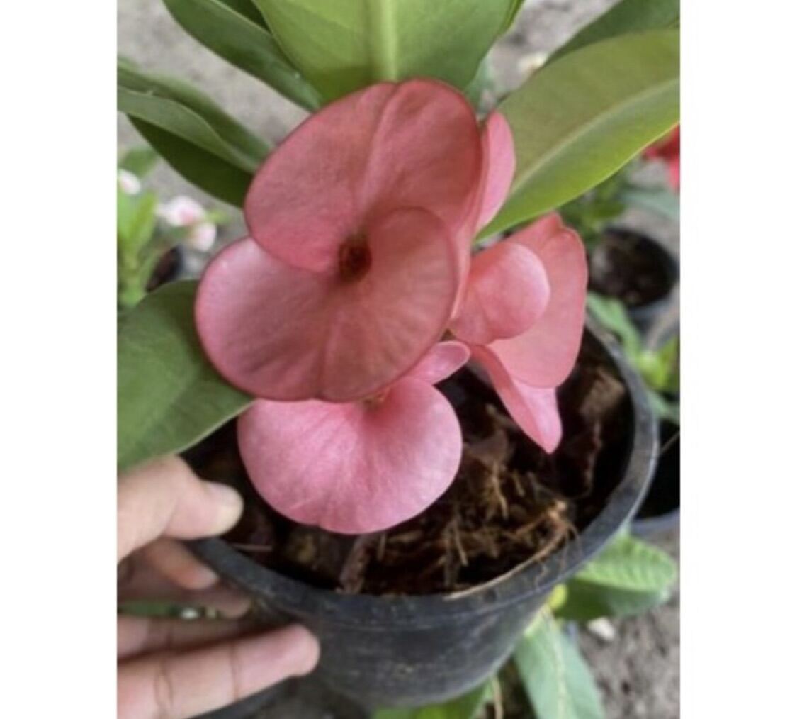 Pokok Bunga posian / mahkota berduri / sudah berbunga / pokok bunga ...