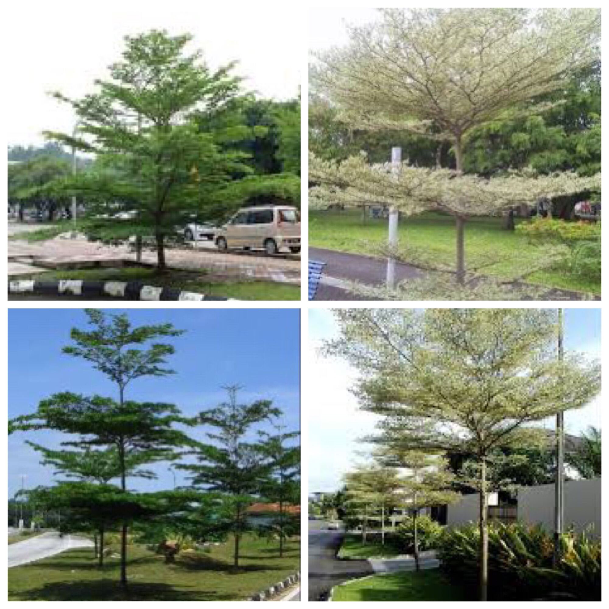 Pokok bucida hijau / bucida molinetti / black olive tree dan bucida ...