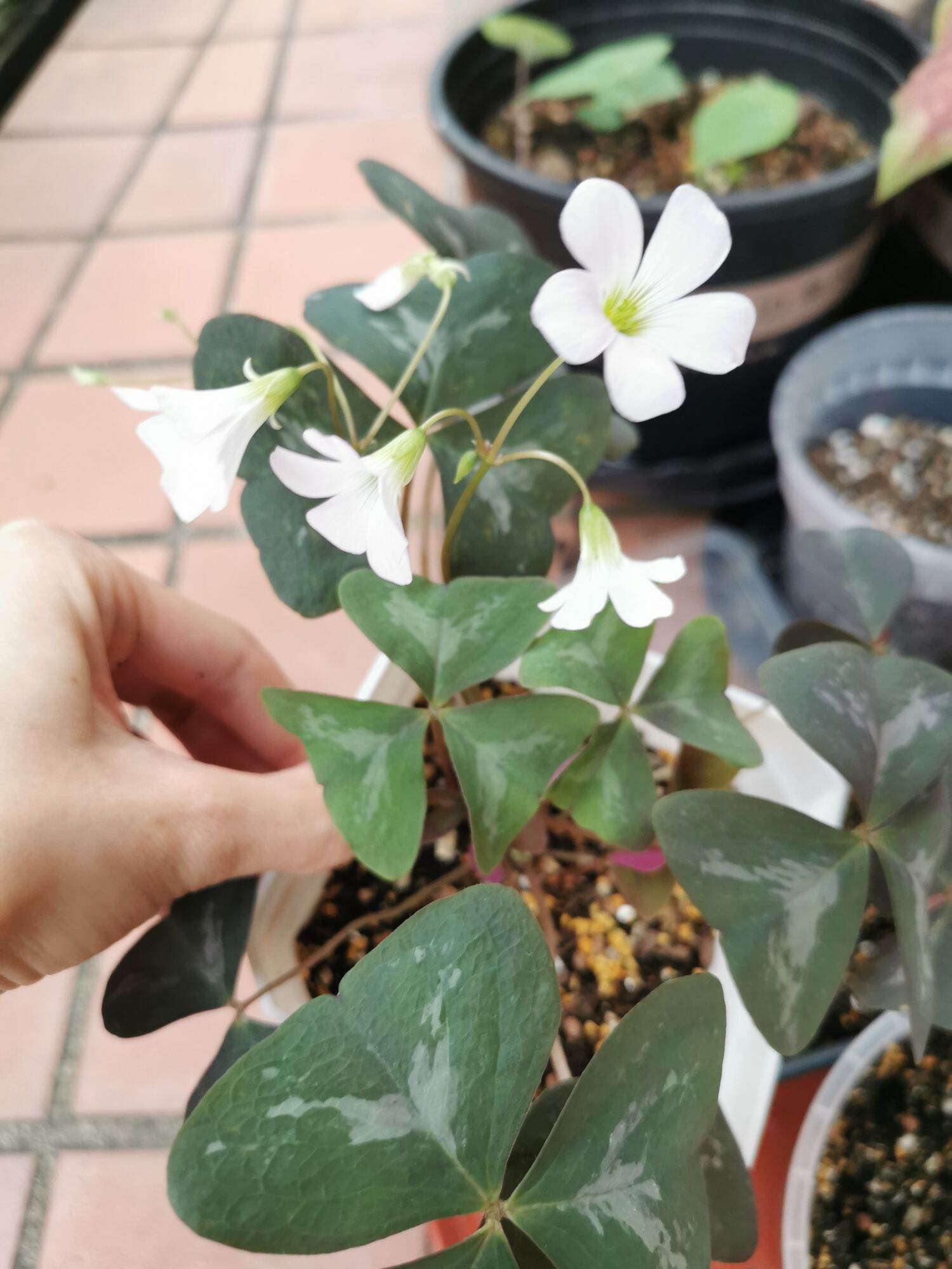 oxalis triangularis Green silver | Lazada