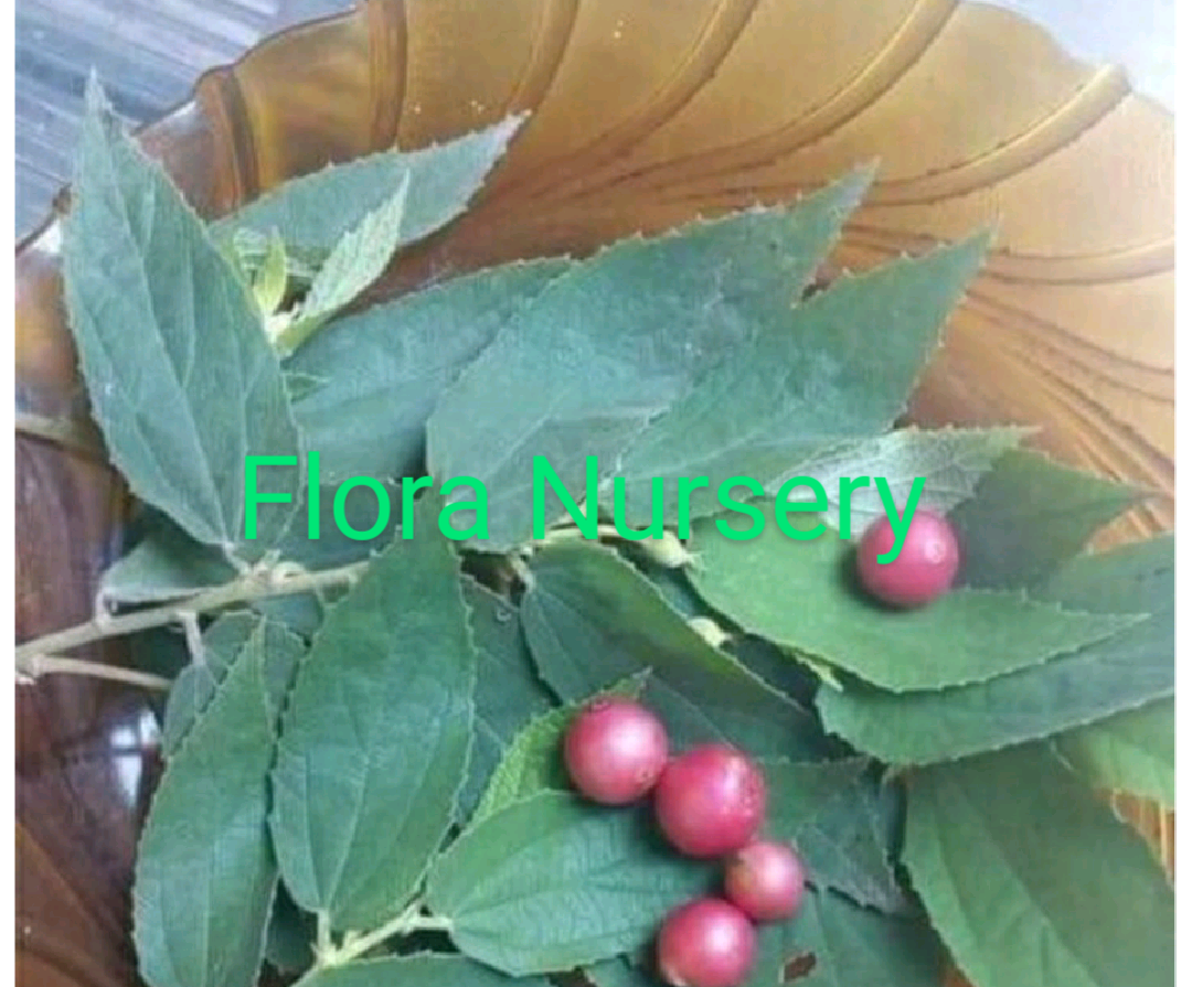 anak pokok ceri hutan/liar | Lazada