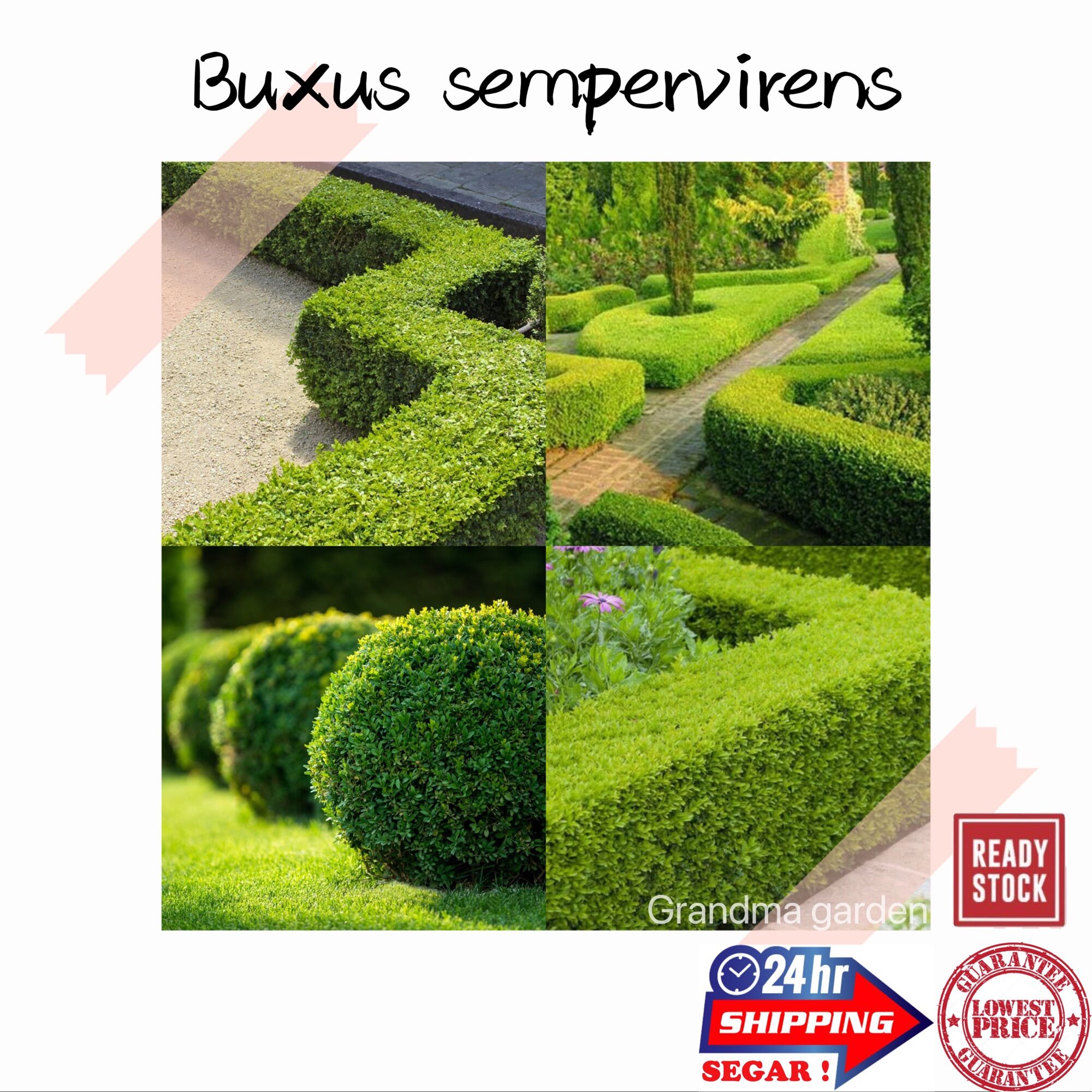 (GG real plant) Buxus Sempervirens^ pokok bonsai boxwood hidup hiasan ...