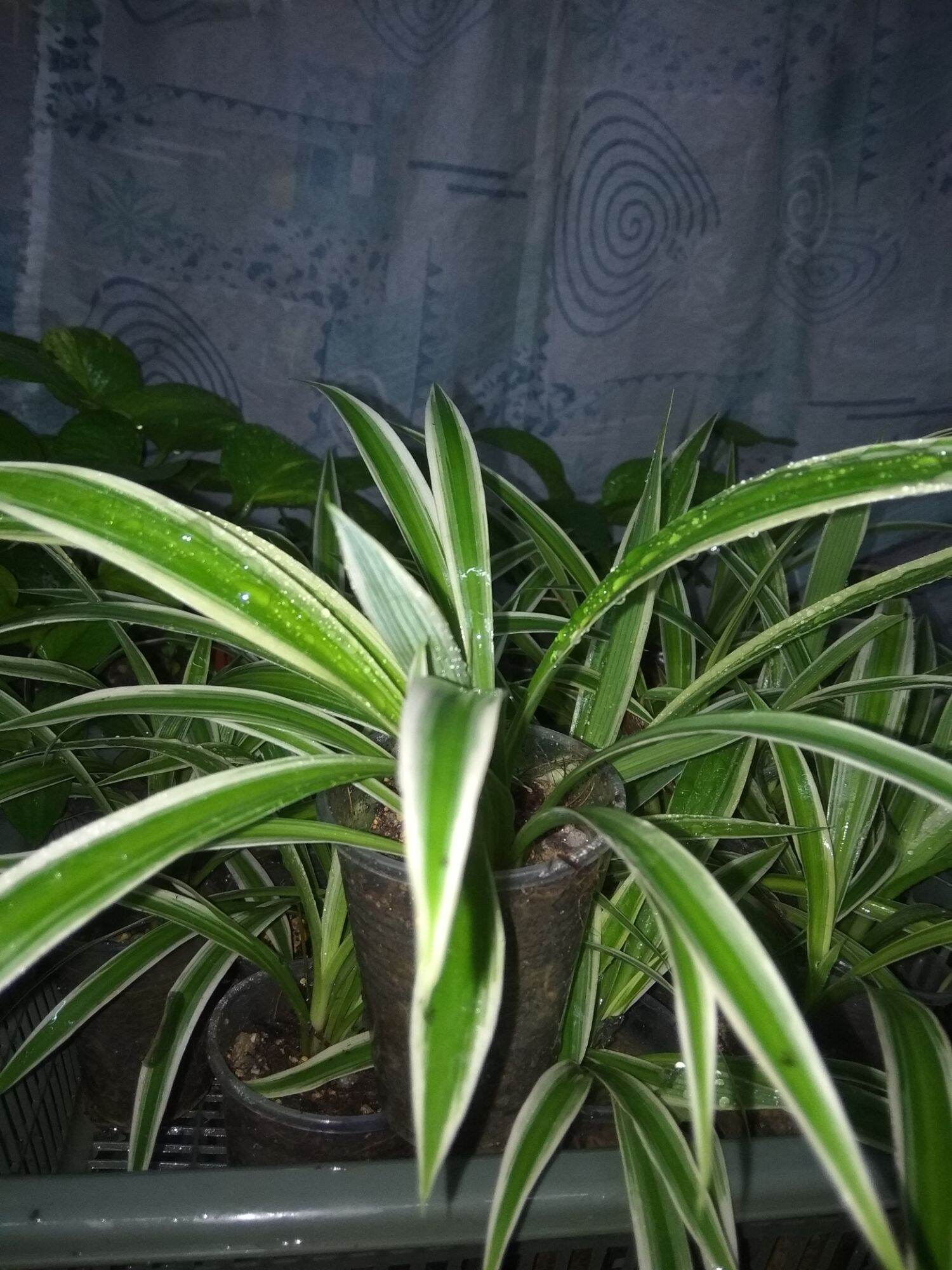 anak pokok spider plant @ lidah ayam | Lazada