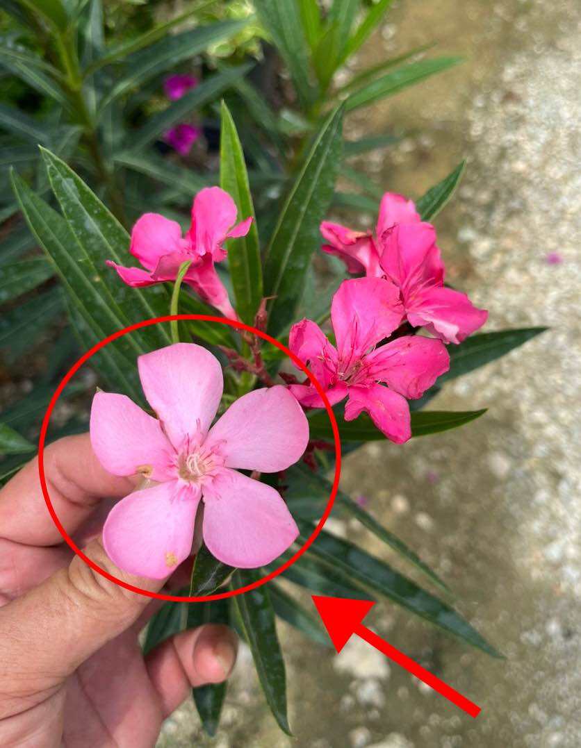 Nerium oleander 夹竹桃室外outdoor live plant / Red Kaner/ red karabi flower ...