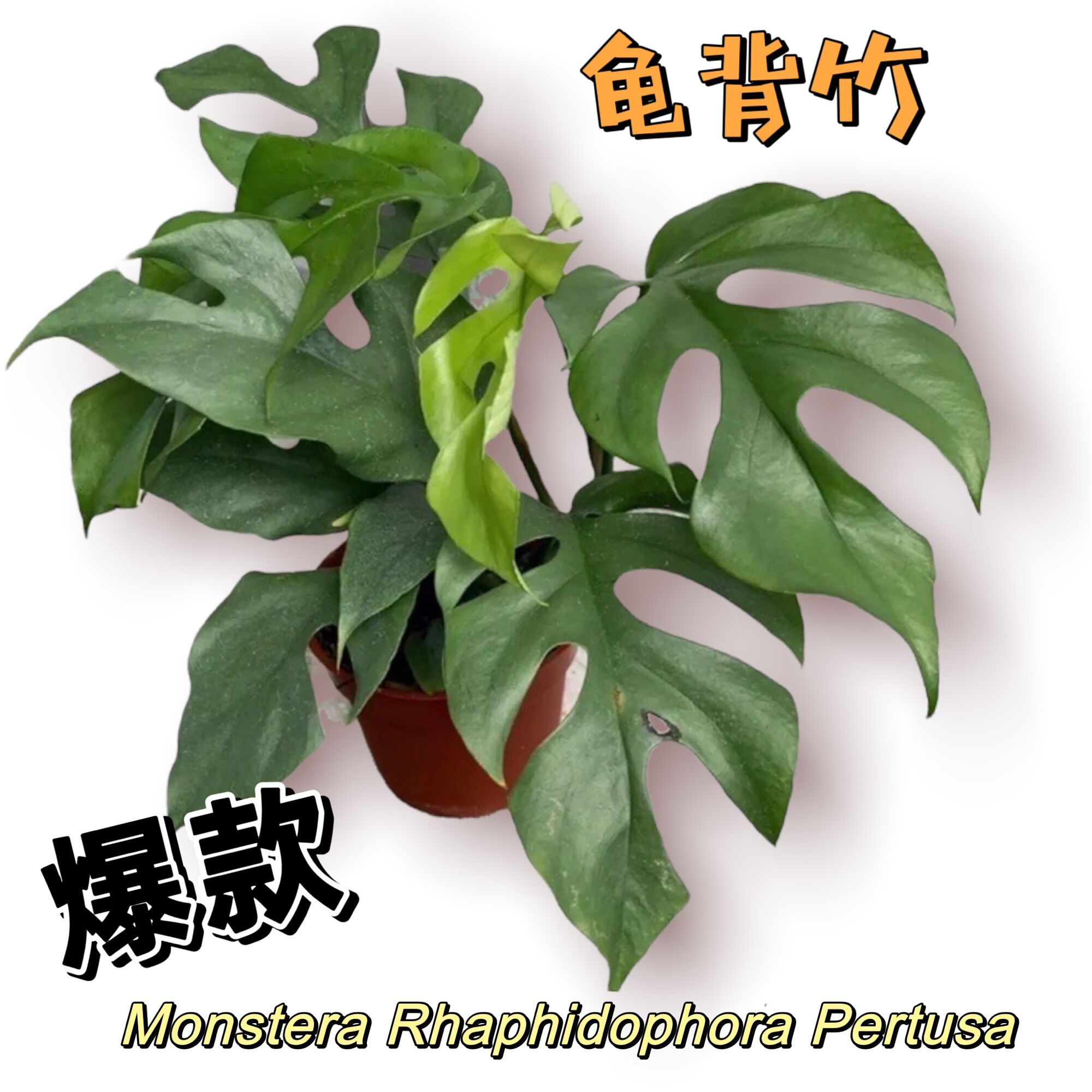 龟背竹Monstera Rhaphidophora Pertusa | pokok Hussain hidup (NEW!) | Lazada