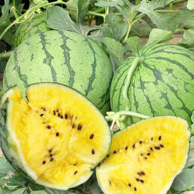 Benih Tembikai Kuning 6pcs/Yellow Watermelon/黄肉西瓜种子 | Lazada