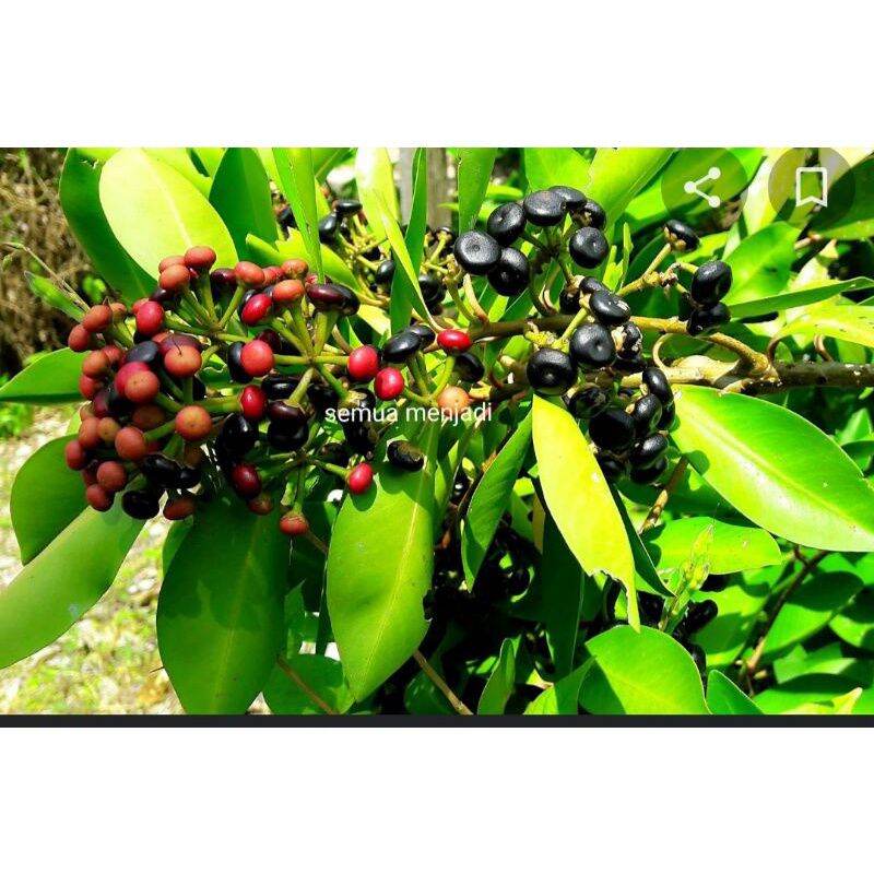 pokok ulam mata itik | Lazada