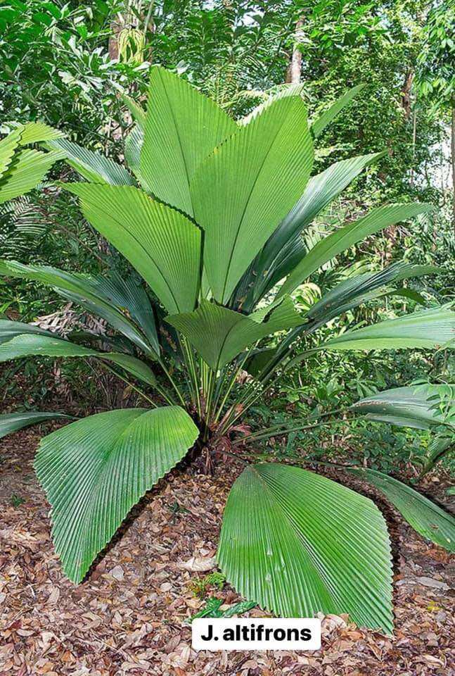 Pokok palma, landskap johannesteijsmannia altifrons, daun payung ...