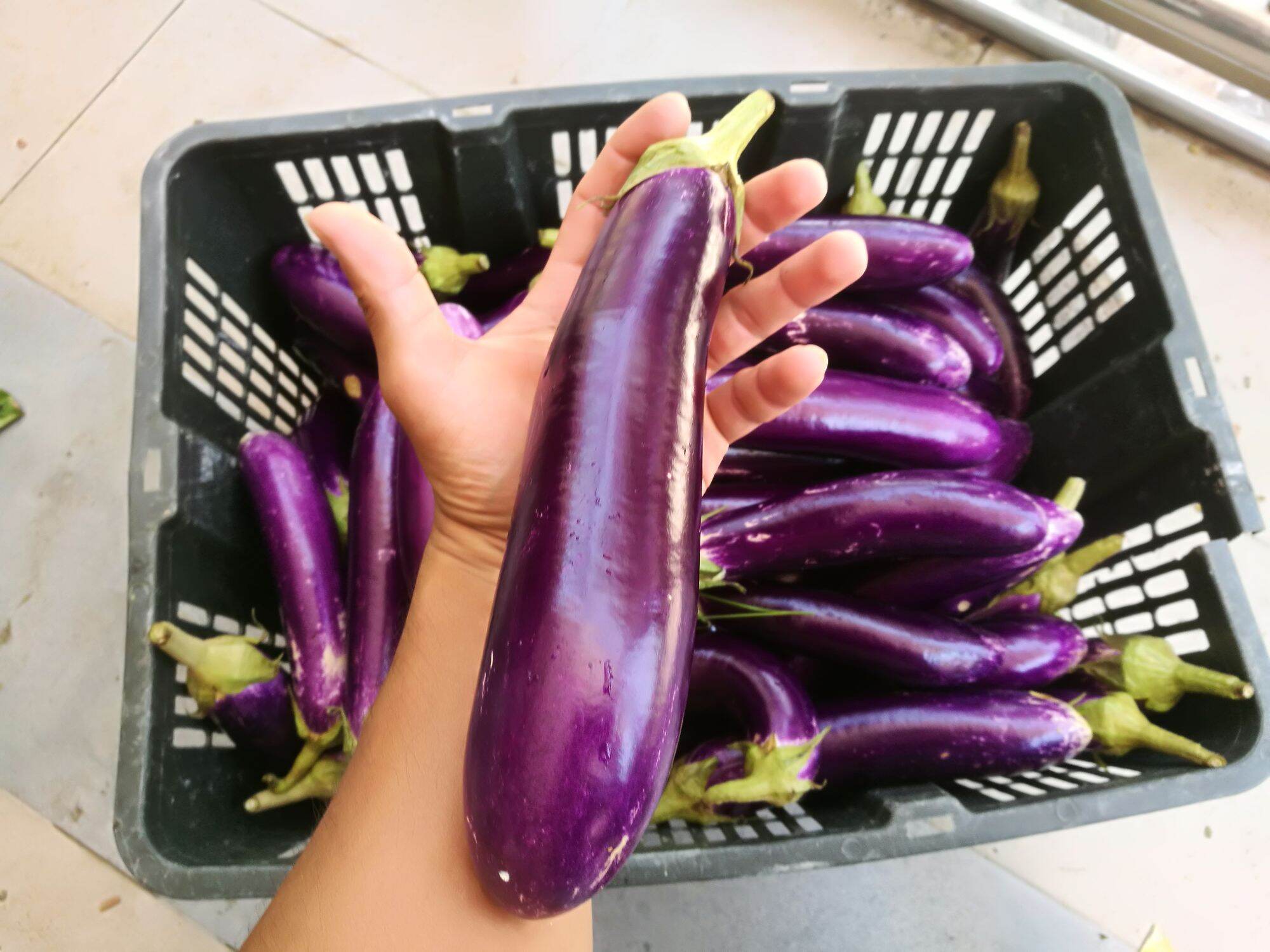 1kg Terung ungu segar | Lazada