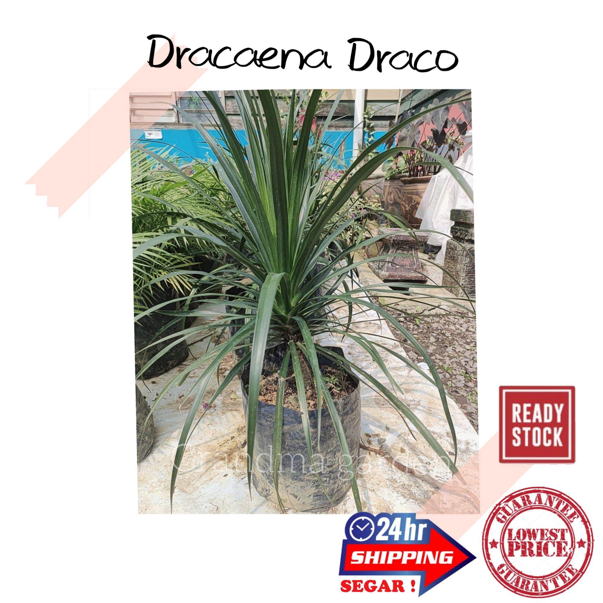 (GG real plant) Dracaena draco ^ live plant polybag indoor outdoor ...