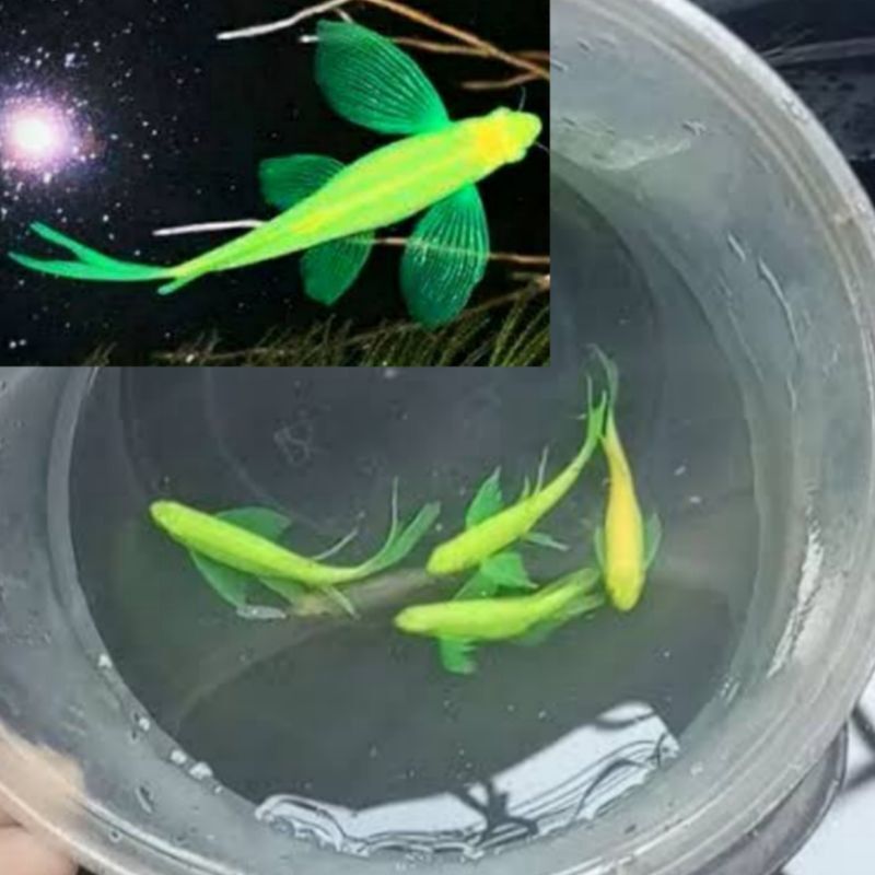 Danio slayer Neon green mix,yellow,blue,purple fish freshwater | Lazada