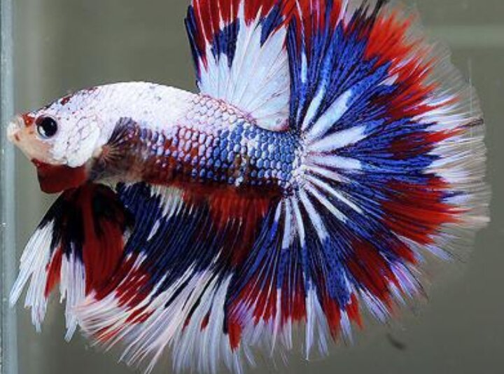 ikan laga, ikan sekila, fighting fish | Lazada