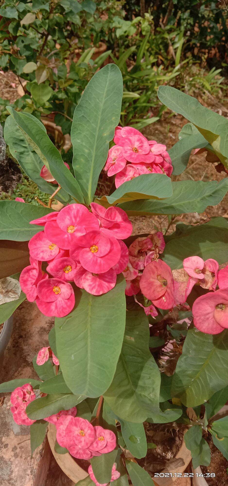Anak Pokok Mahkota Berduri (Jenis Bunga Besar) & Sangat CANTIK (Polybag ...