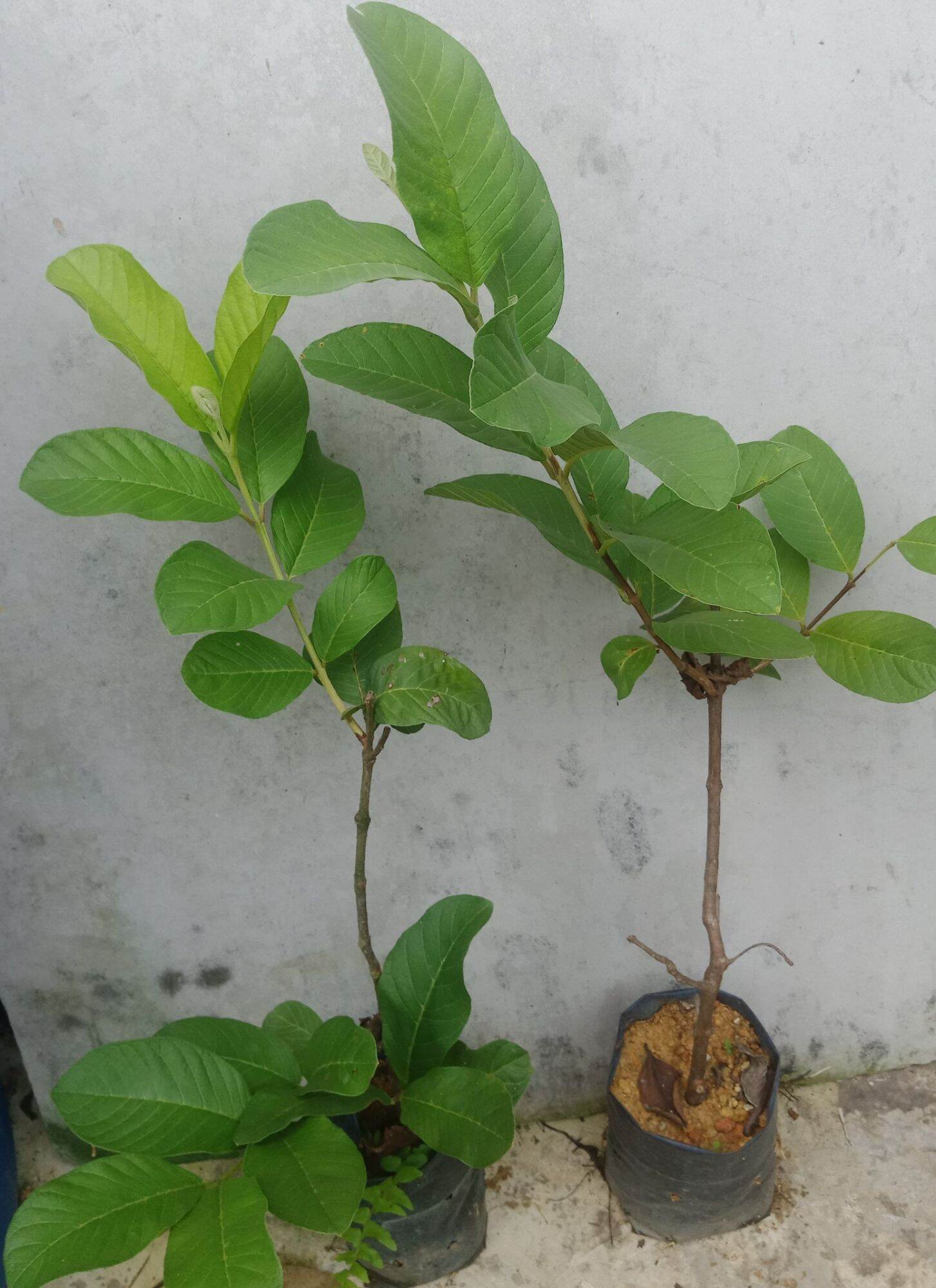 anak pokok jambu batu lohan | Lazada