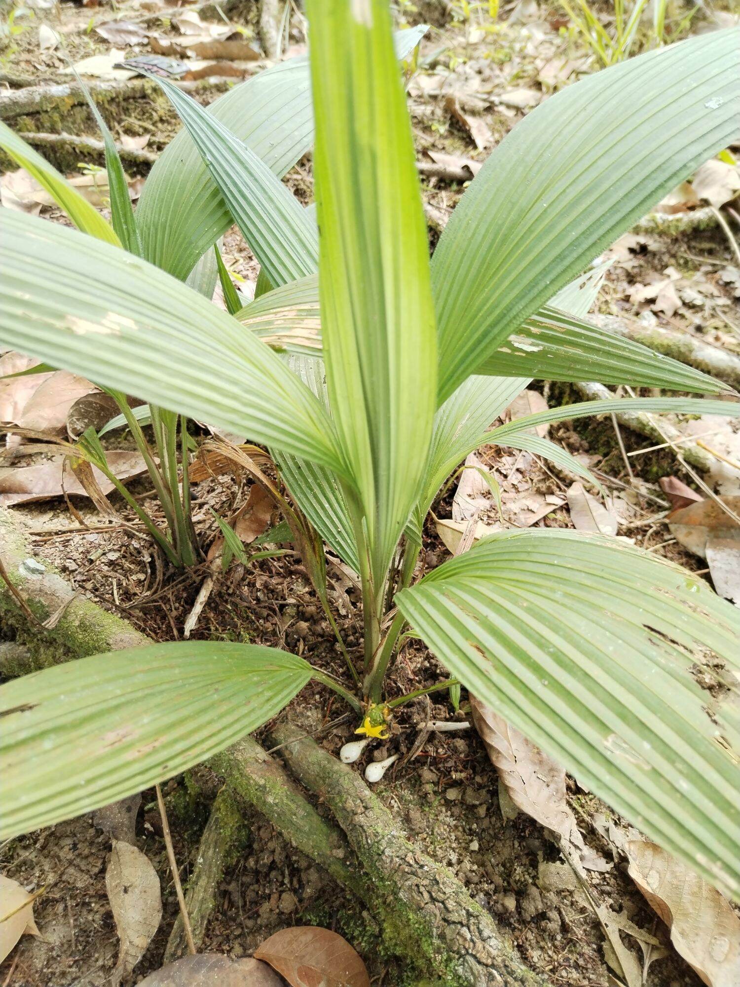 pokok lemba herba berkhasiat dan penawar, pokok pinang puyuh,pokok buah ...