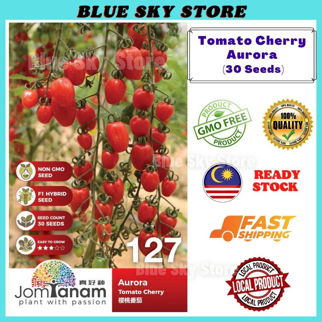 🔥 Tomato Cherry Aurora (30 Seeds) Benih Tomato Ceri 樱桃番茄种子 Jom Tanam by ...