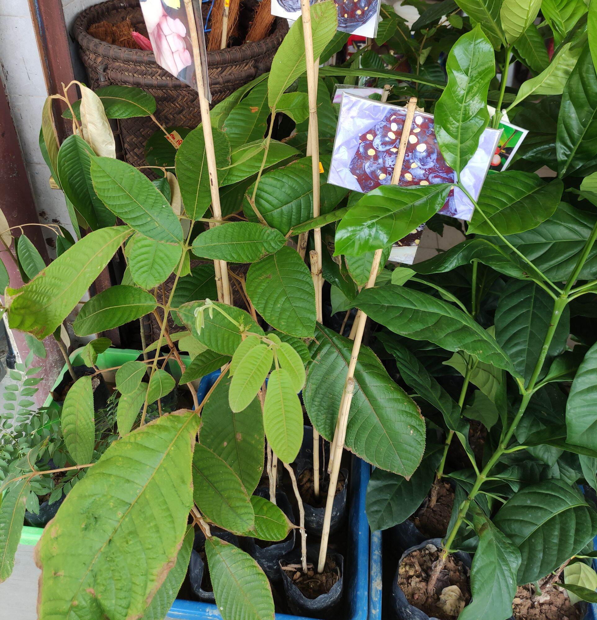 Sarawak Local Anak Pokok Dabai Lunak Seedlings Olive tree | Lazada