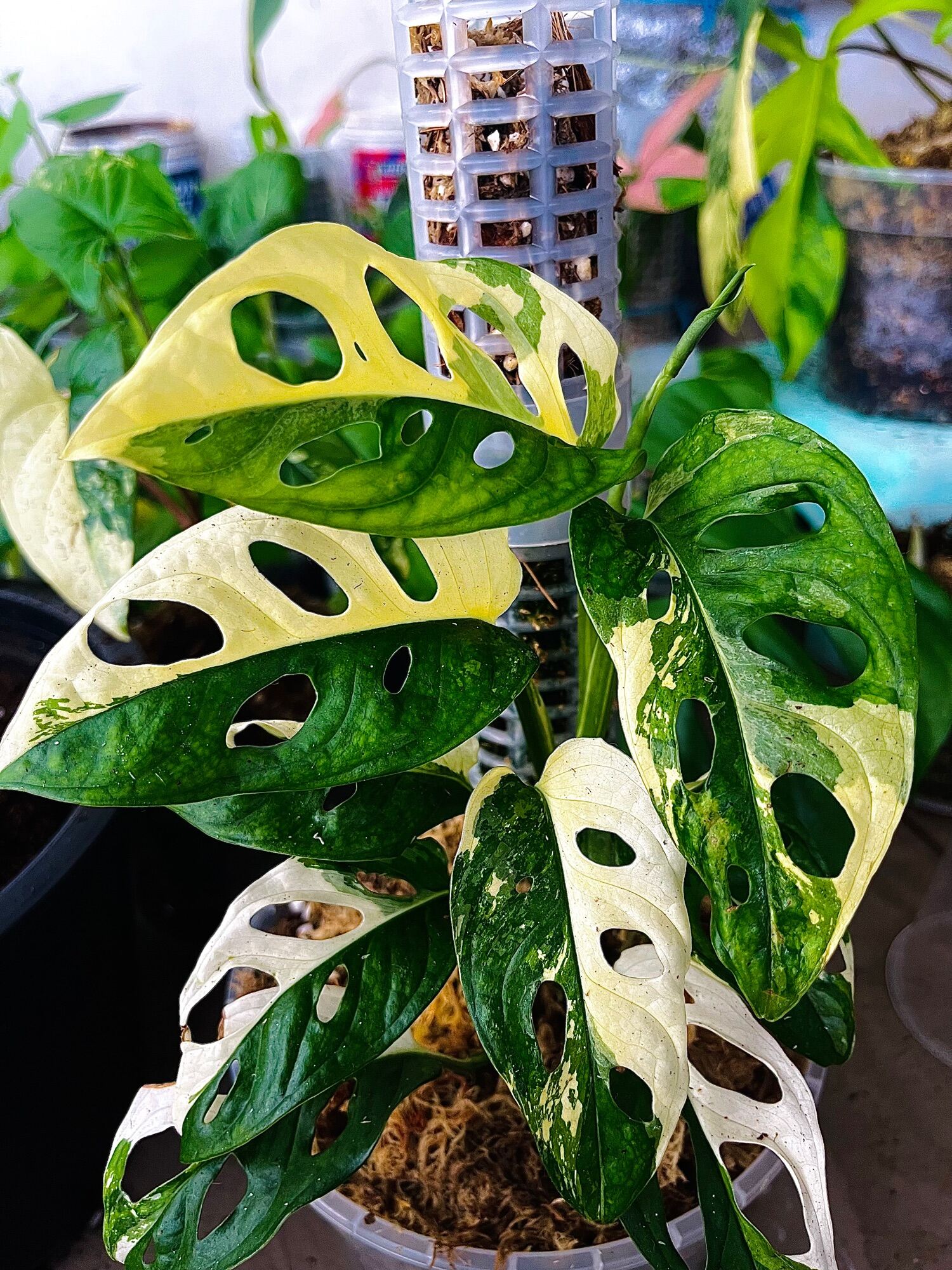 Monstera Adansonii Albo | Lazada