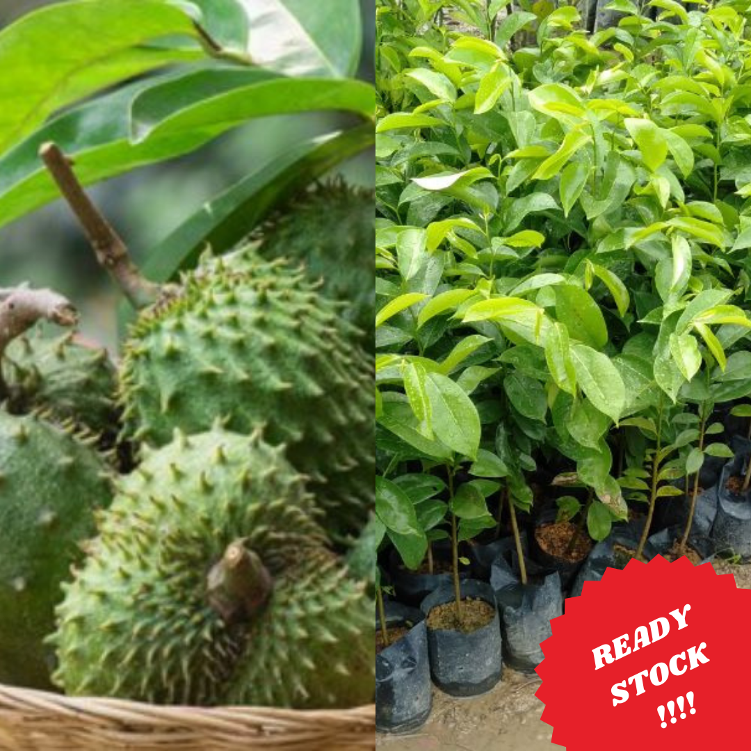 [READY STOCK] Garden Anak Pokok Durian Belanda Murah Baka Terbaik | Lazada