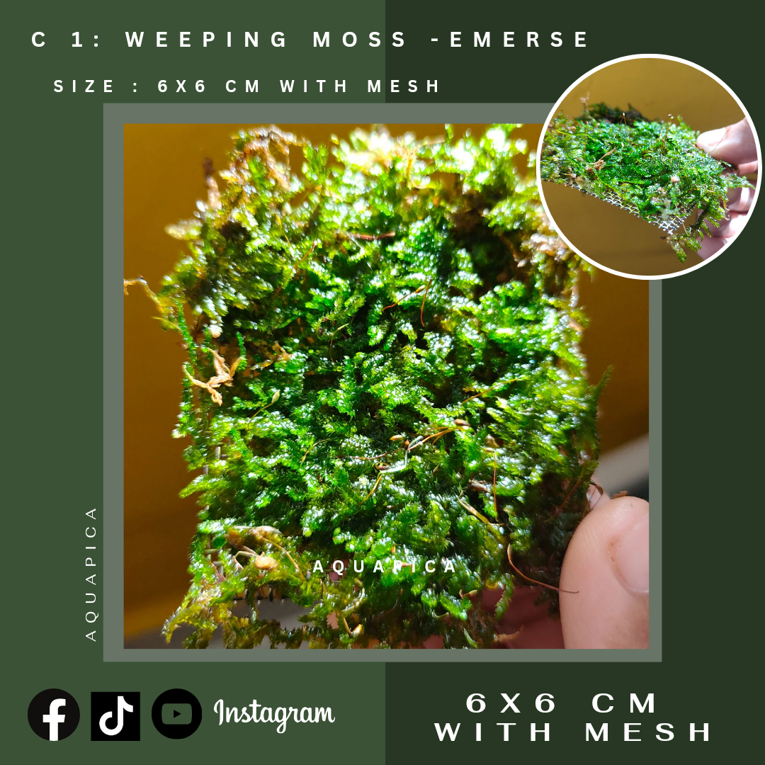 Weeping Moss 垂泪莫斯-Emerge WITH MESH 6X6 CM - 水上叶/ Low Tech Plant / Aquatic plants/Paludarium ...