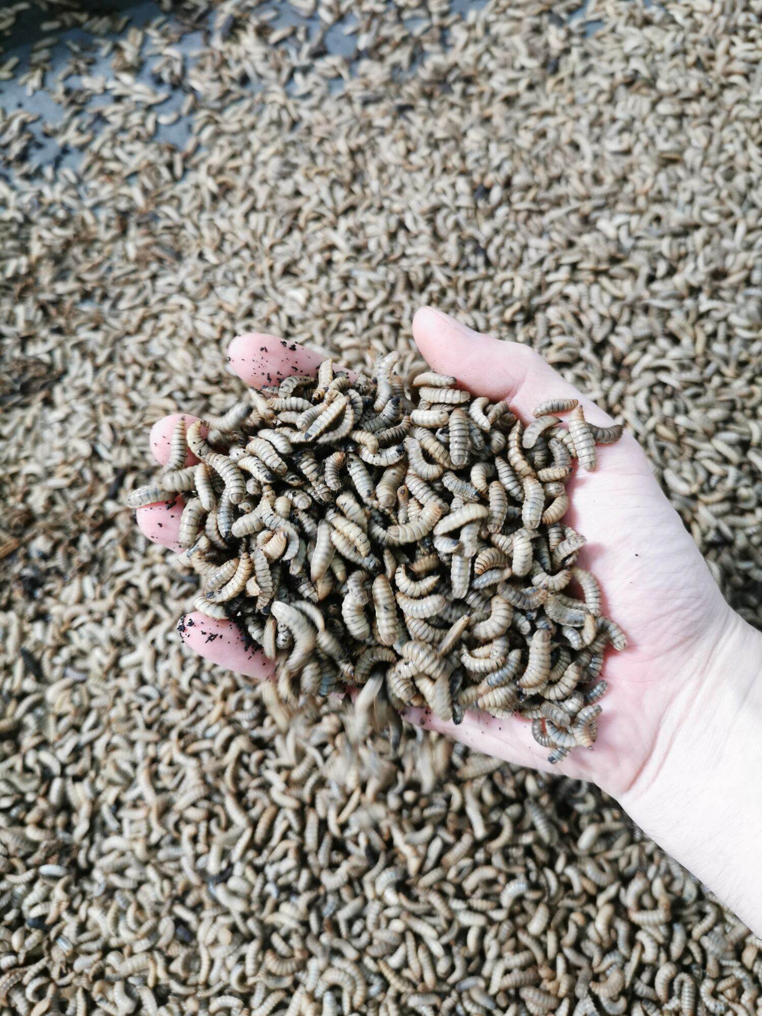 EnviroEats Live BSF Larvae, pet food, chicken feed, duck feed, fish ...