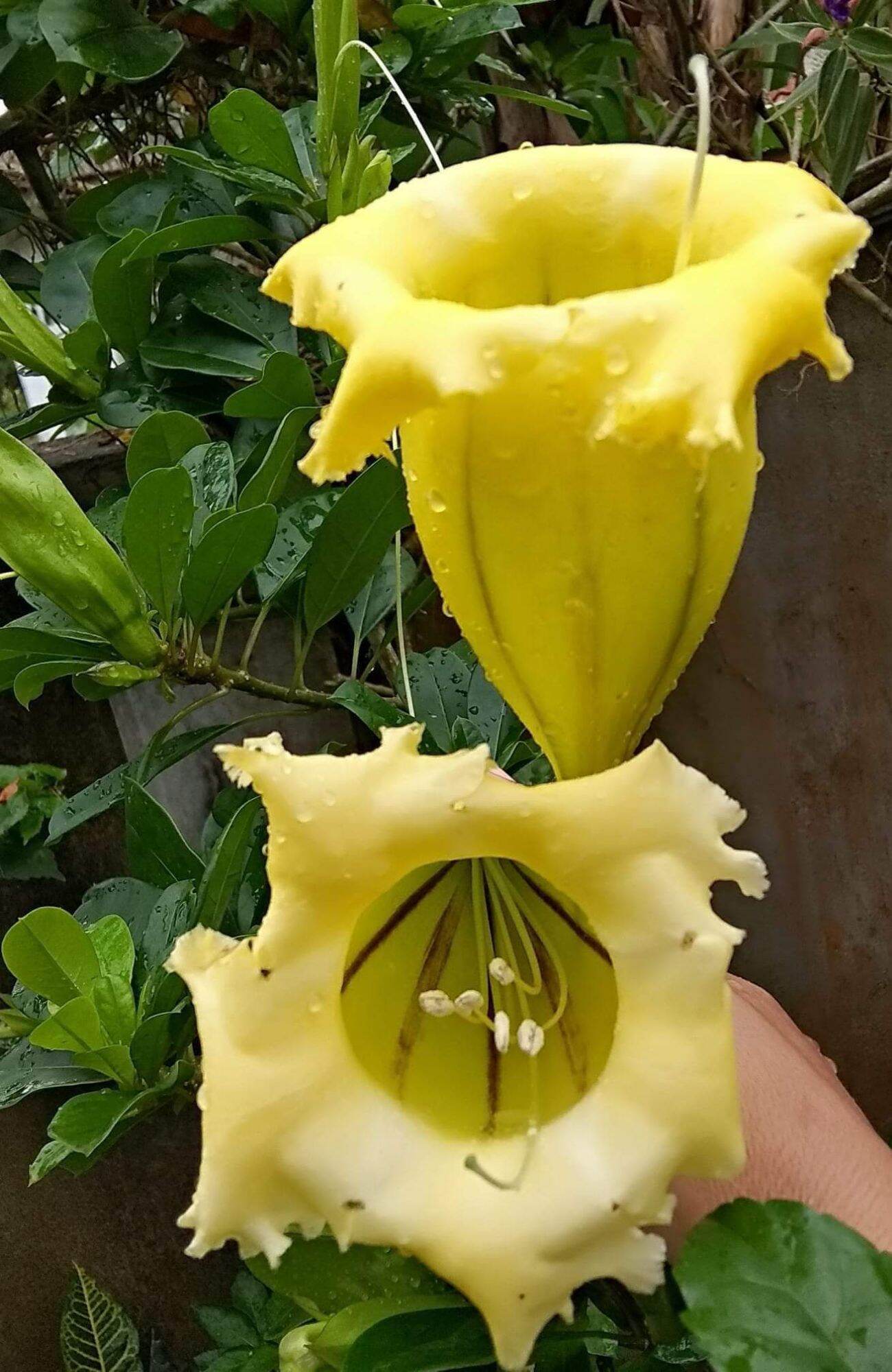 Anak Pokok Yellow Solandra Grandiflora (Bunga Terompet) yang CANTIK💕 ...