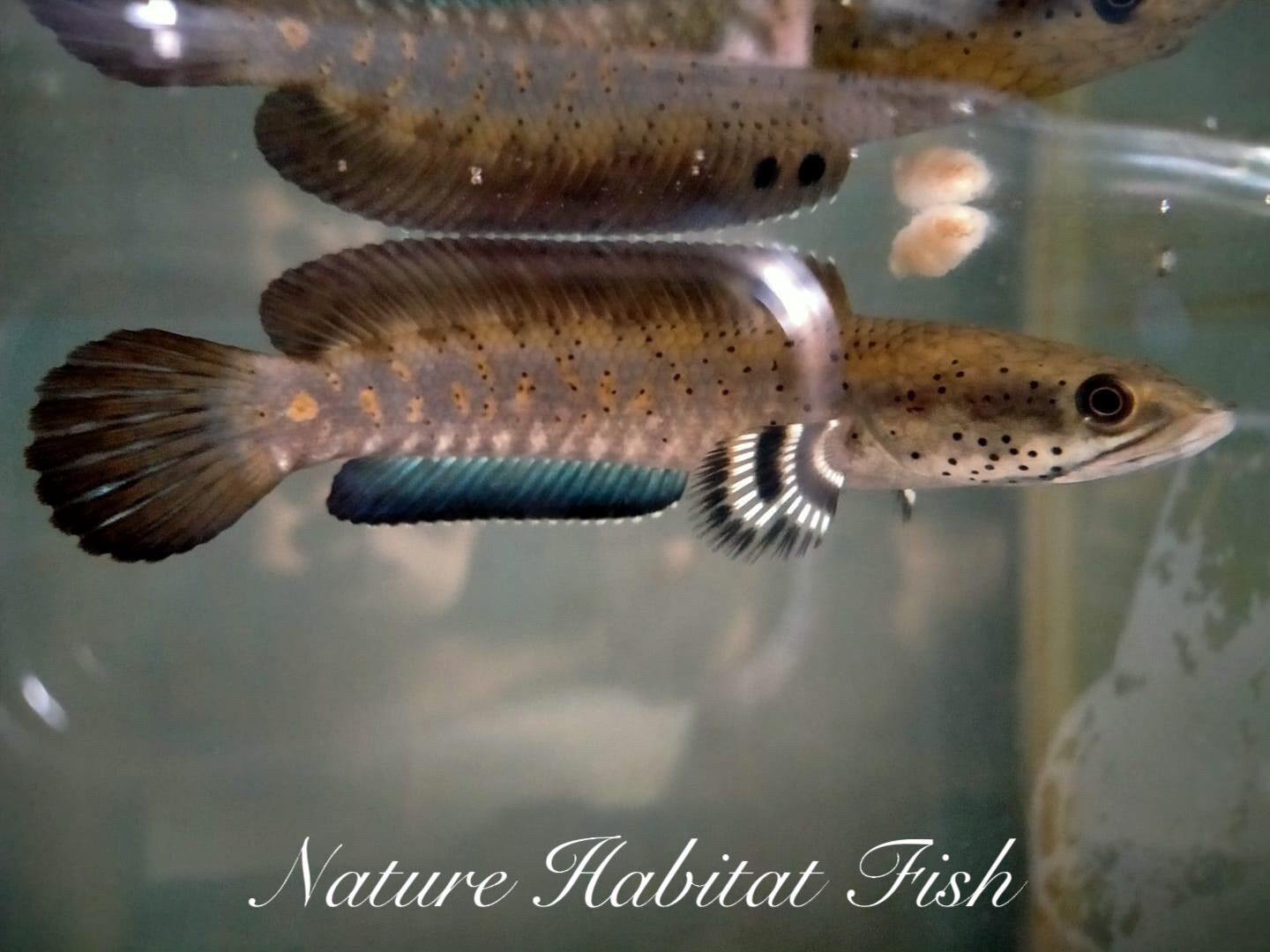 Channa Pulchra