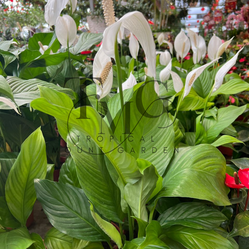 Tropical Mount Garden | Peace Lily | Spathiphyllum | Pokok Lily (BIG ...