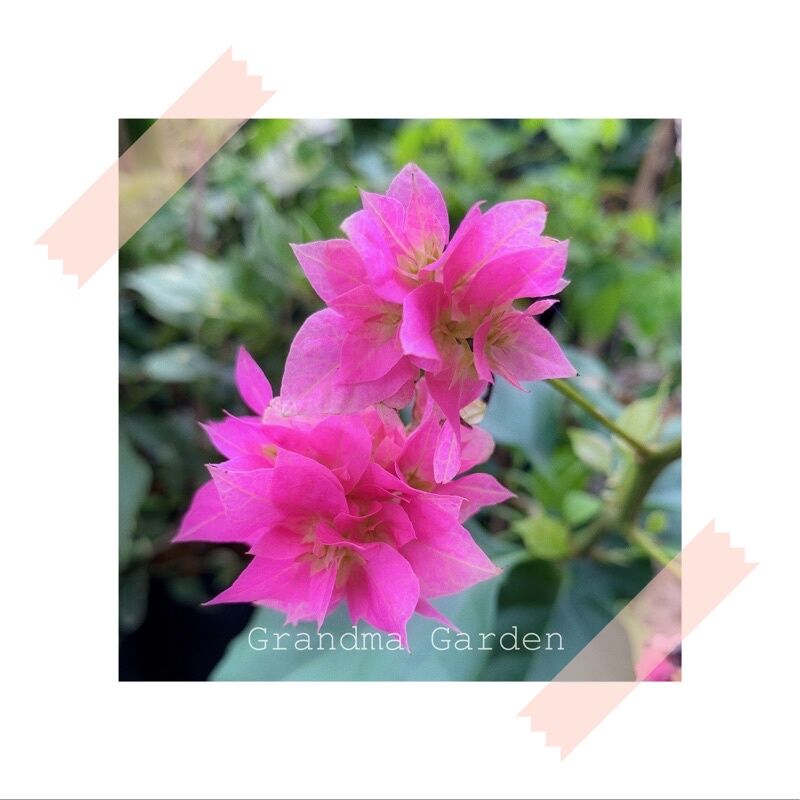 Pokok Bunga Kertas Purple | Lazada