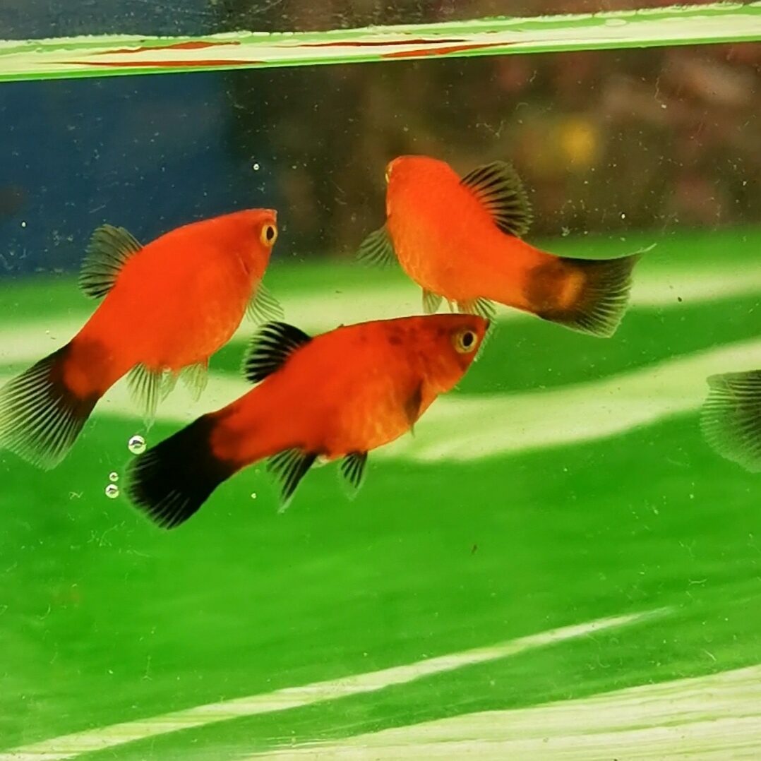 Red Platy Fish | Lazada: Buy sell online Small Pet with cheap price ...