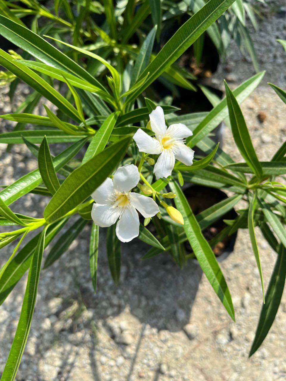 Nerium oleander 夹竹桃室外outdoor live plant / Red Kaner/ red karabi flower ...