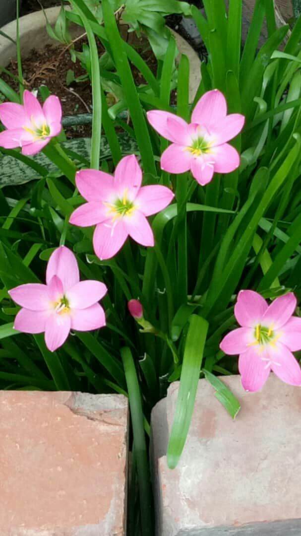 Anak pokok *RAIN LILY bunga pink ( bunga kucai )~5 bulb in pot | Lazada