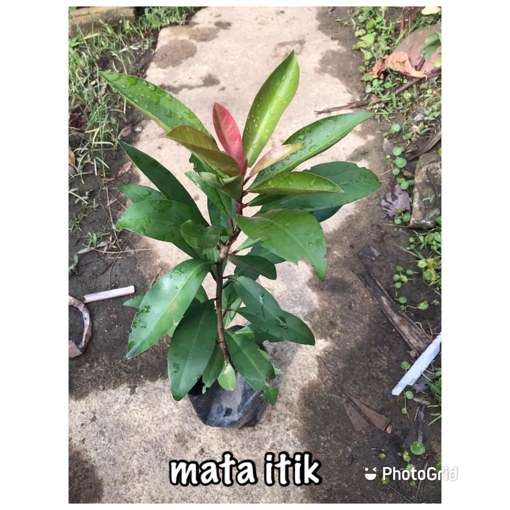 Pokok ulam mata itik, penar, cempunai, mata pelanduk | Lazada