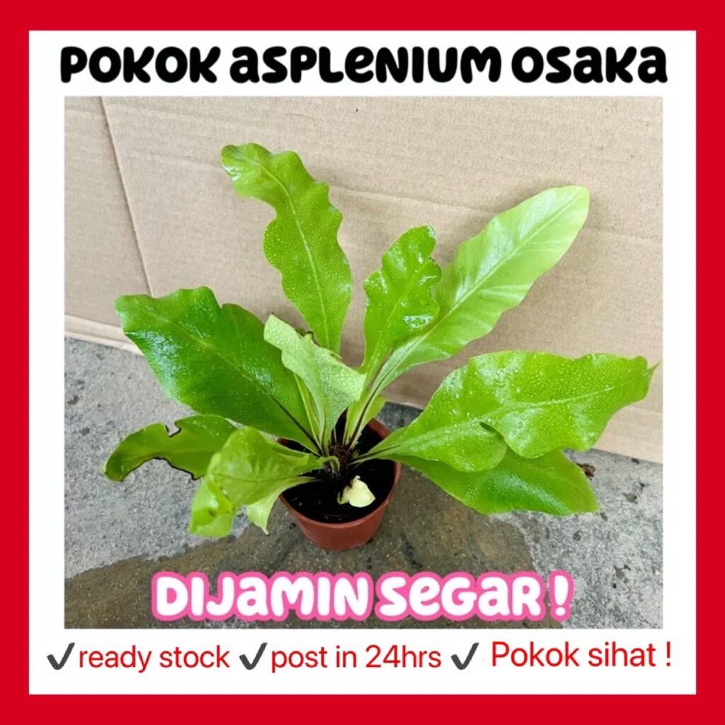 Rina • pokok asplenium osaka • fern tumbuhan hidup live plant gardening ...