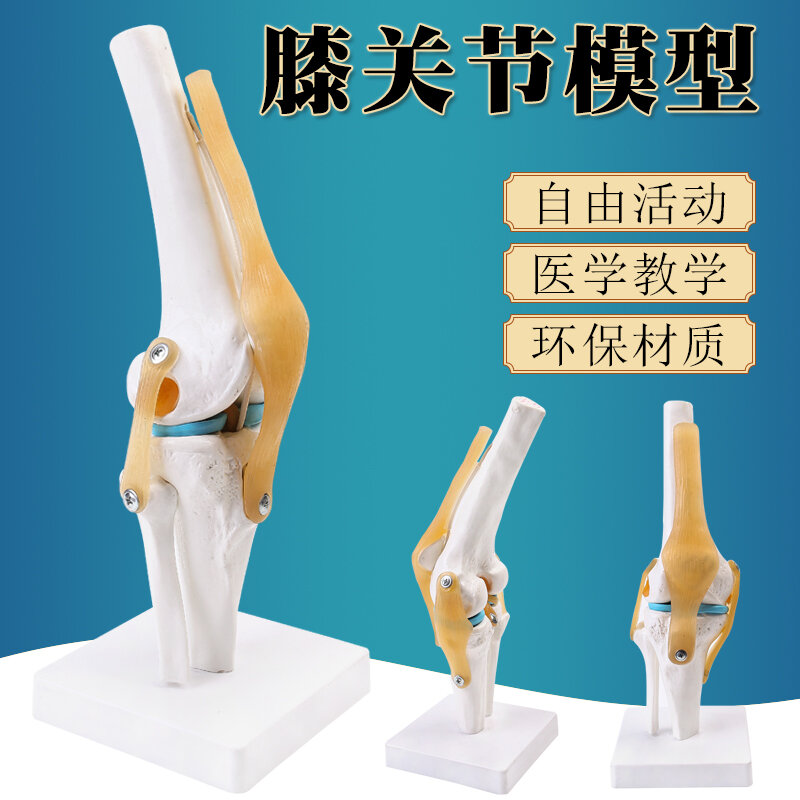 Human Knee Joint Functional Model Knee Joint Model with Knee Joint and ...