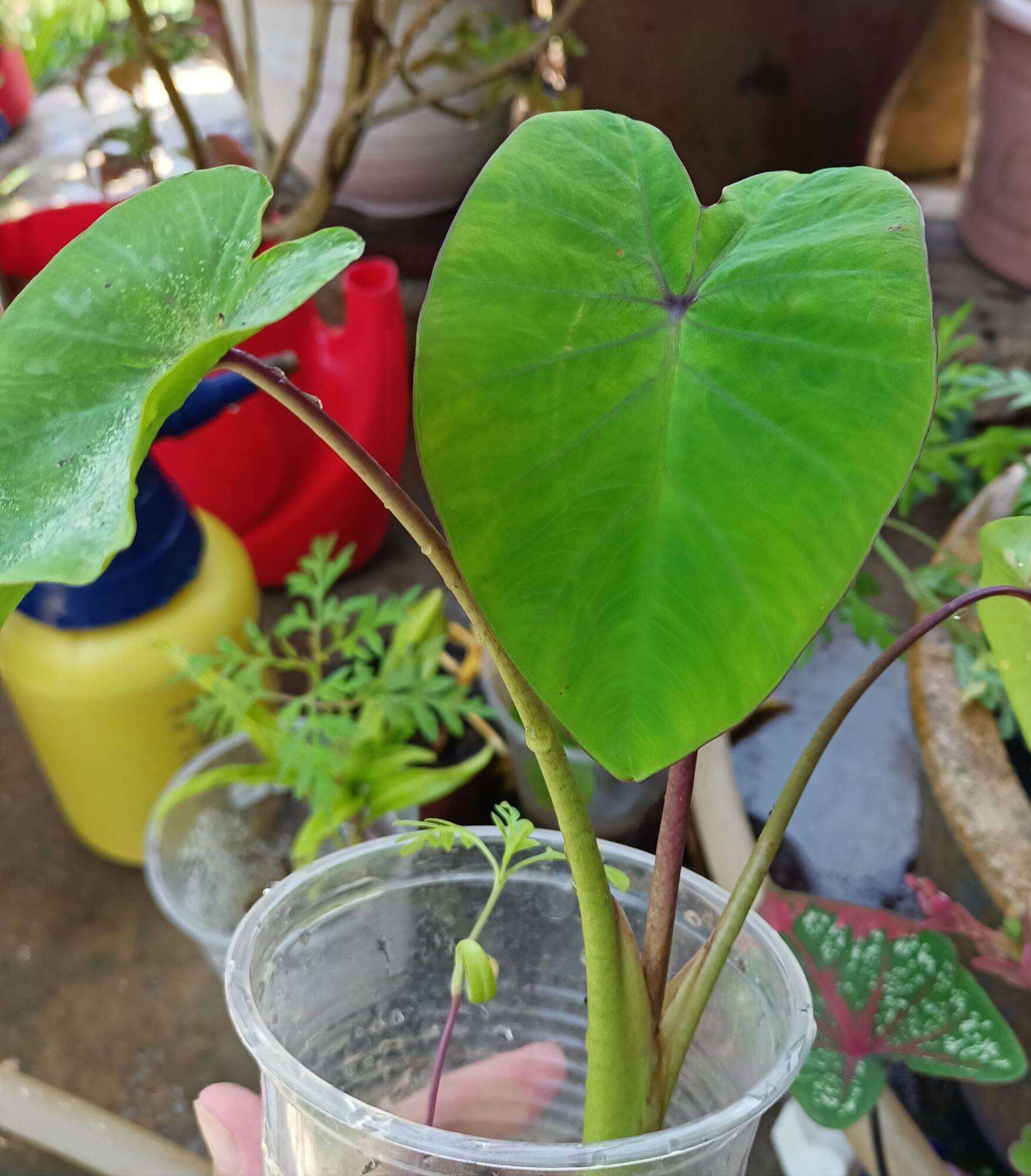 Colocasia Light Pillar and Colocasia AMV Albino | Lazada