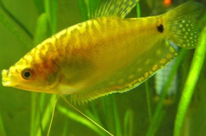 ikan sepat emas atau sepat kuning | Lazada