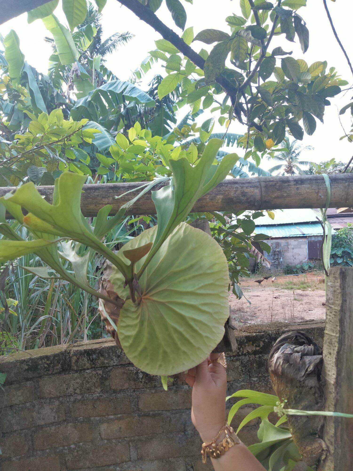 pokok tanduk kijang / pokok tanduk rusa | Lazada