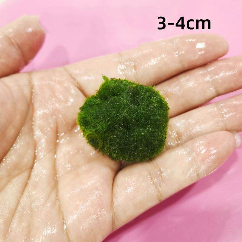 ( Live Plant ) Marimo Ball Moss Japanese Aquarium Live Plant Shrimp And ...