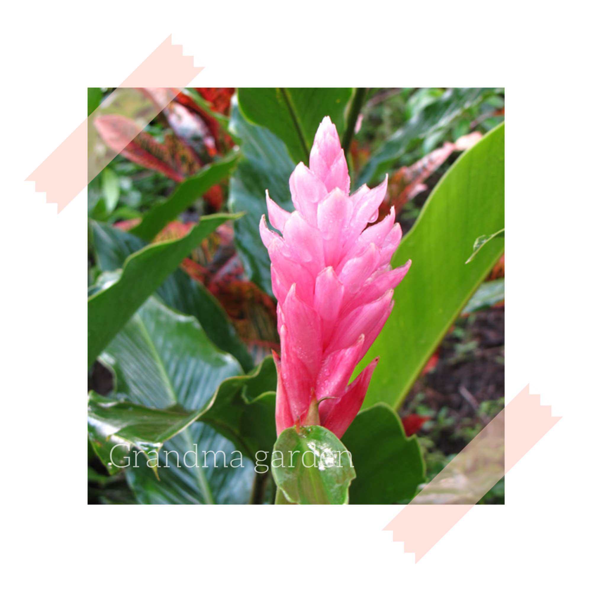 (GG real plant) alpinia purpurata pink red var green ^ ginger pokok ...