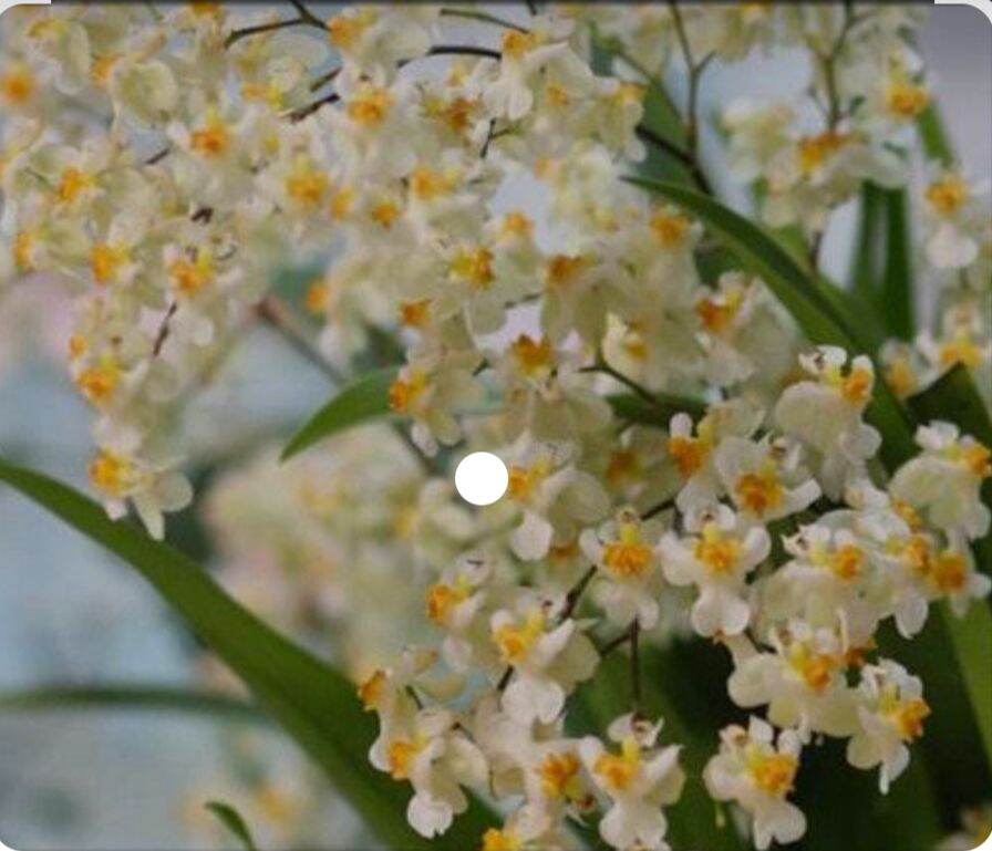 ORKID malaysia Official Store in Malaysia, Online Shop 11 2024